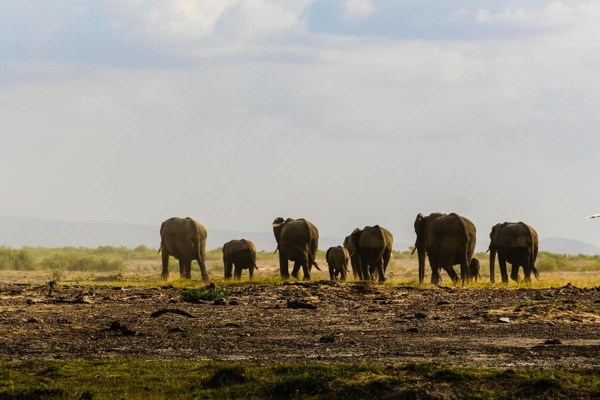 Kenya Visa for Indians: Fees, Documents, and Application Process